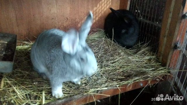 Нутрии и крольчихи