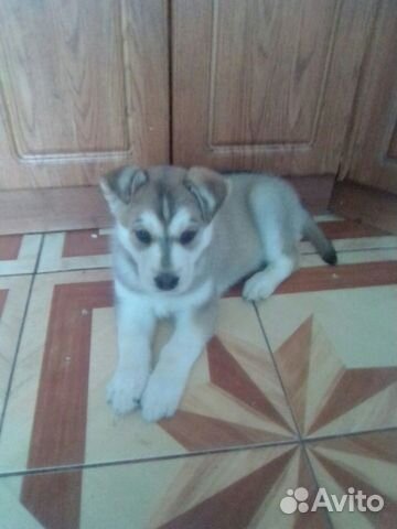 Щенок хаски