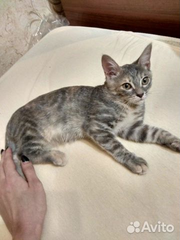 Трехцветная кошечка