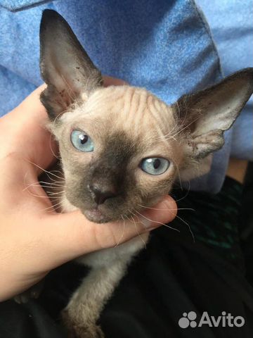 Продаются котята, канадский сфинкс,мальчики