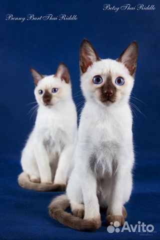Тайские котята. Питомник Thai Riddle