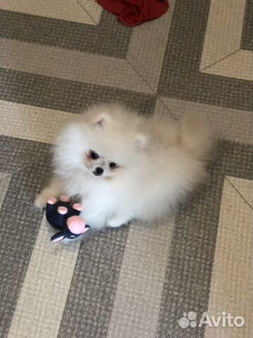 Шпиц Мальчик с пальчик