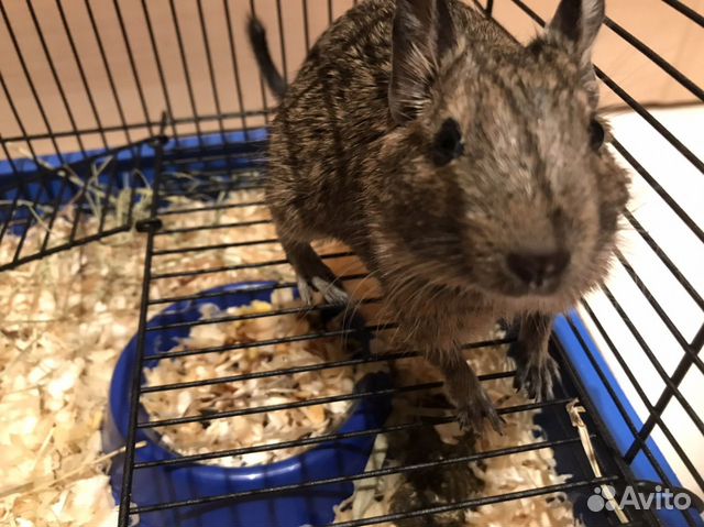 Дегу с клеткой