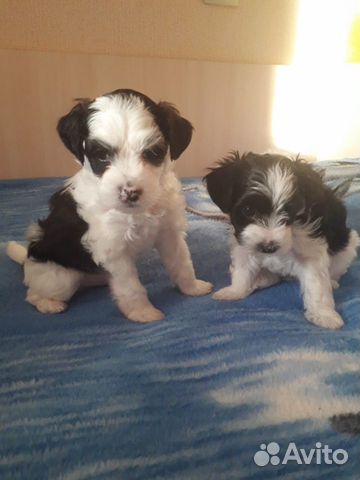 Китайская хохлатая пуховка