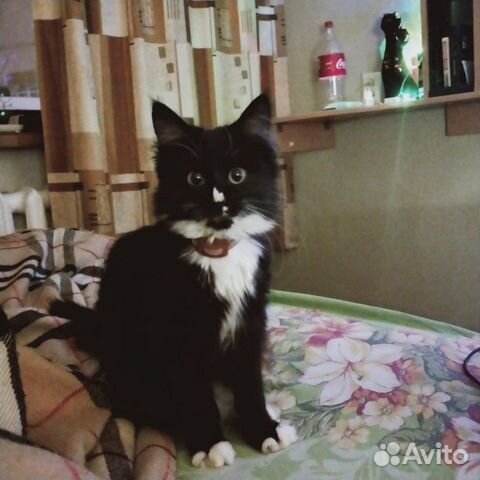 Отдам котенка