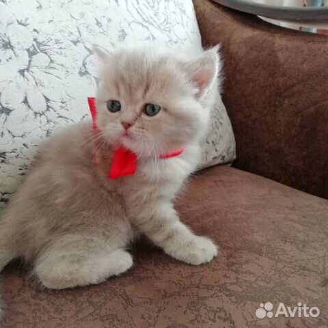 Шотландская девочка