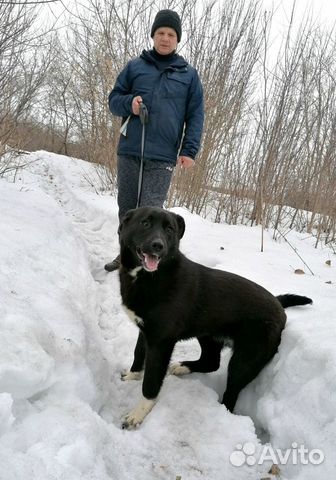 Крупный щенок как алабай на охрану