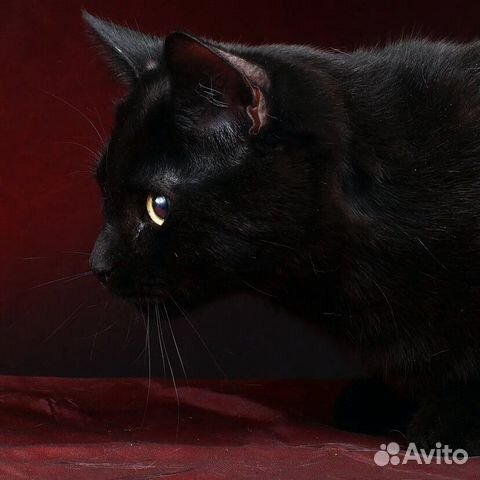 Котик Космос в добрые руки