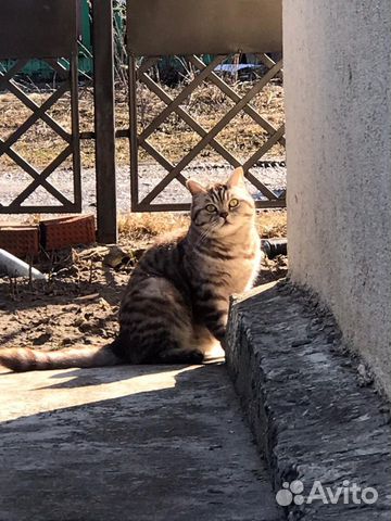 Отдам кошечку в хорошие руки