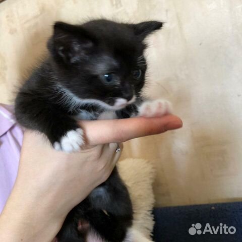 Котенок