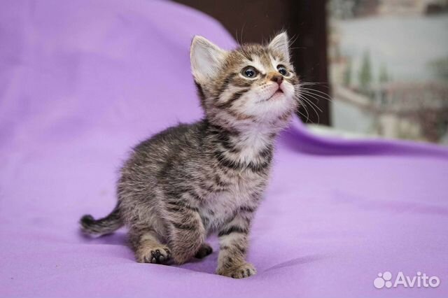 Котенок в добрые руки