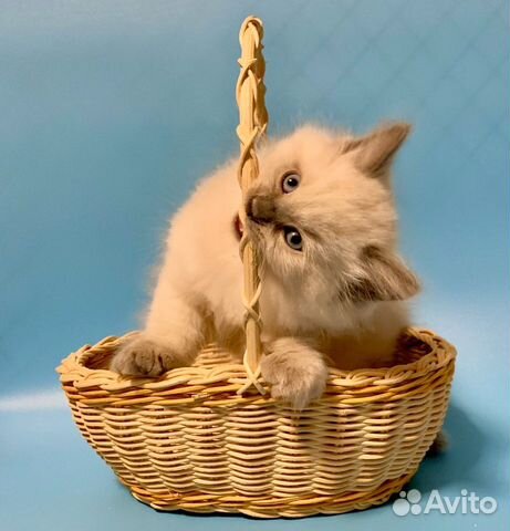 Невский маскарадный мальчик блю пойнт