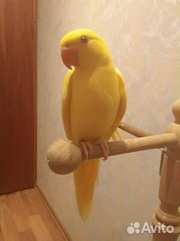 Малый кольчатый попугай (попугай)