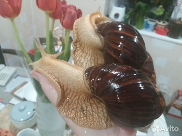 Африканская Улитка Ахатина взрослая с ладонь