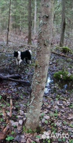 Продам лайку рел для загонной охоты