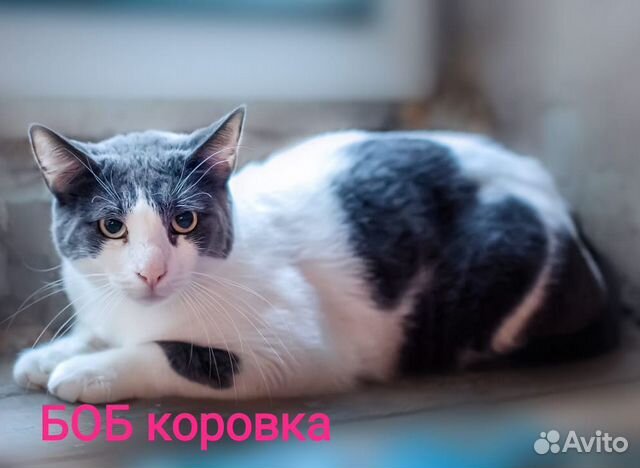Кот Боб