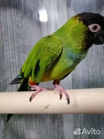 Попугай аратинга нандайя