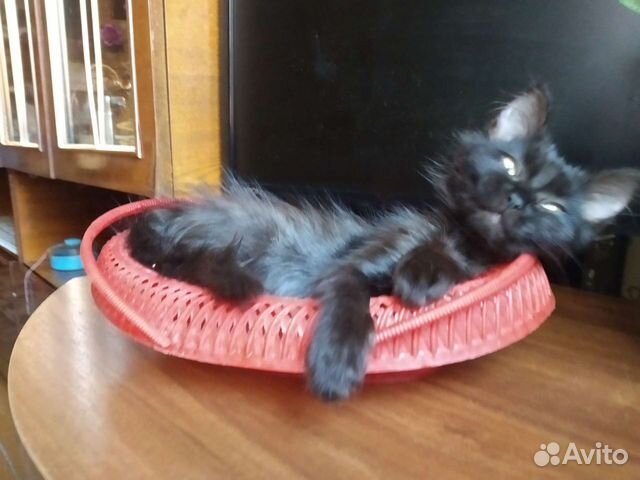 Отдам в добрые руки котенка