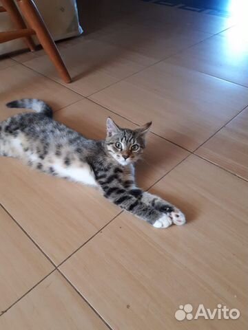 Котенок Мэри