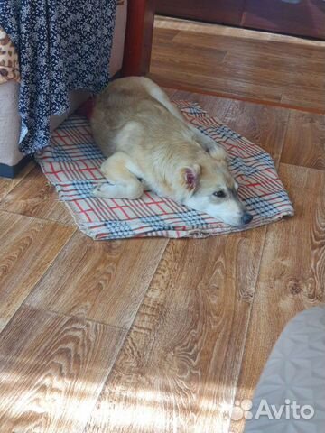 Отдам чудесную девочку