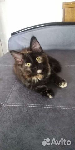 Отдам в добрые руки