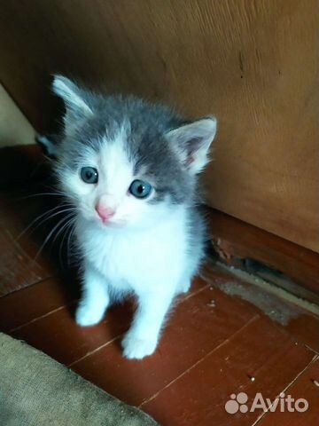 Котенок девочка