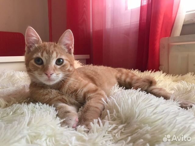 Рыжий котенок в добрые руки