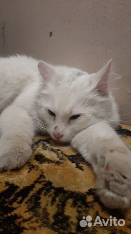Белый кот в добрые руки