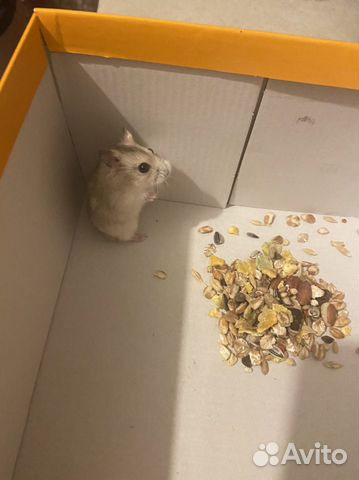 Хомячок джунгарик бесплатно