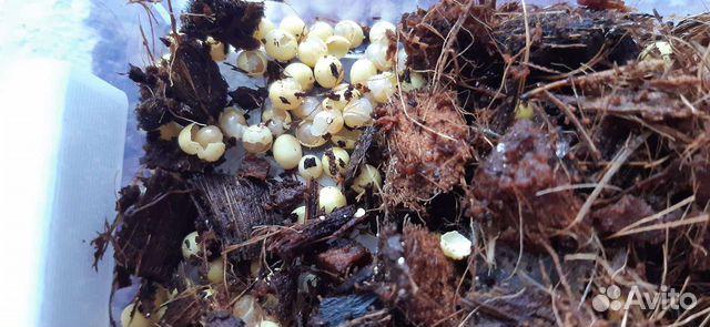 Улитка Ахатина альбинос