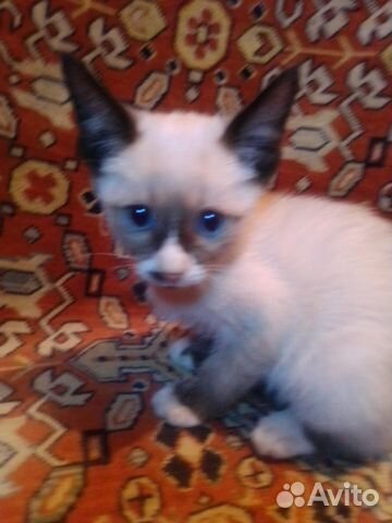 Котёнок сиамский Сноу шу