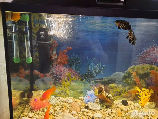 Астронотусы пара продам