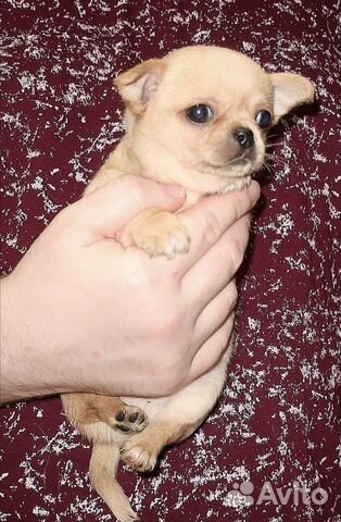 Красивый шокогенный мальчик чихуахуа