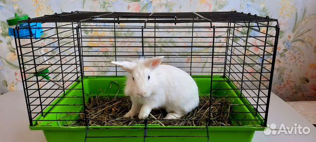 Белый голубоглазый кролик с клеткой