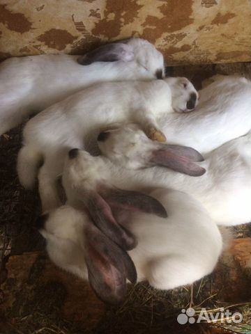 Кролик разных парод