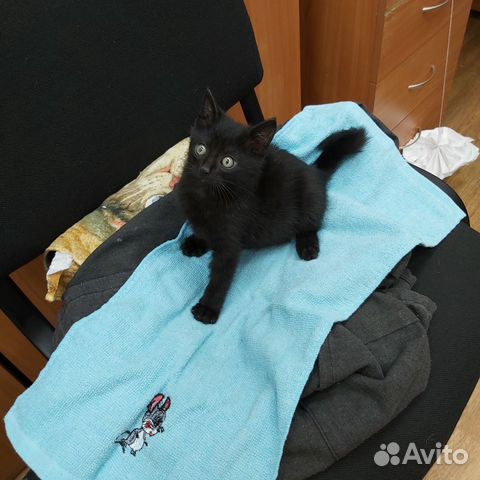 Тёплый комочек в добрые руки