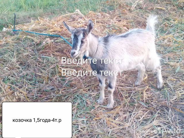 Продаются козы