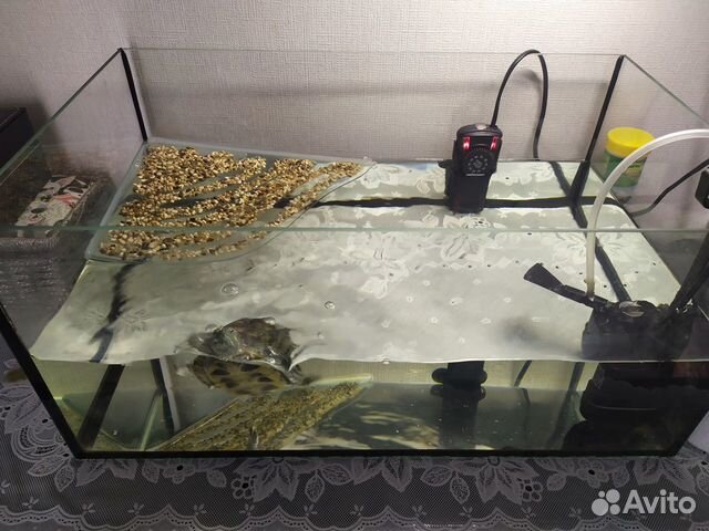 Отдам красноухую черепаху