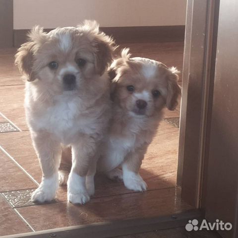 Щенки 1,5 мес