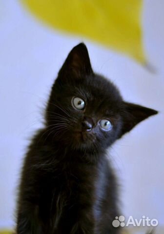 Маленькая Пантерочка