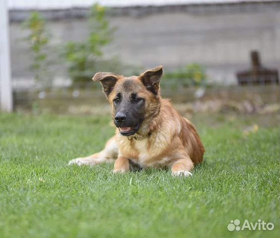 Щенок метис в добрые руки