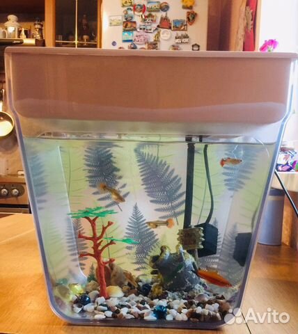 Аквариум (акваферма) с 5 рыбками