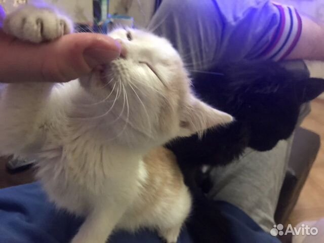 Котенок-читер судьбы