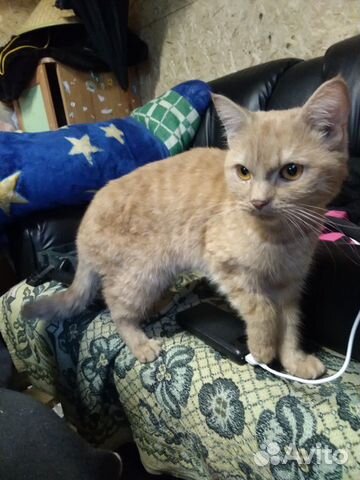 Найден(а) кот или кошка