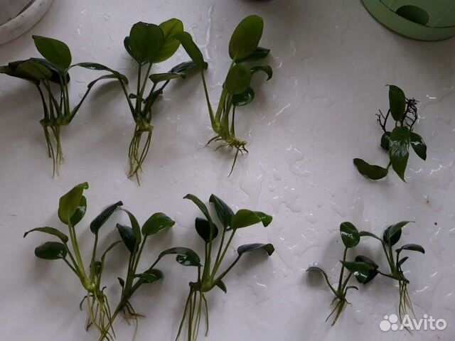 Прополка анубиасы