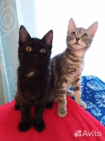 Котята мальчики и девочки 3,5