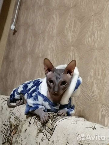Канадский сфинкс