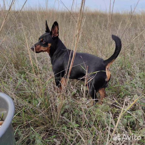 Цвергпинчер вязка, ищем невесту