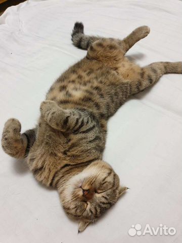 Кот