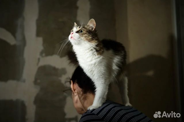 Нежная стерилизованная кошечка